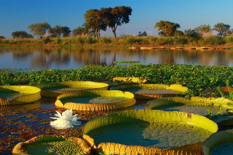 La ecorregión del Delta e Islas del Paraná dentro de los paisajes ...