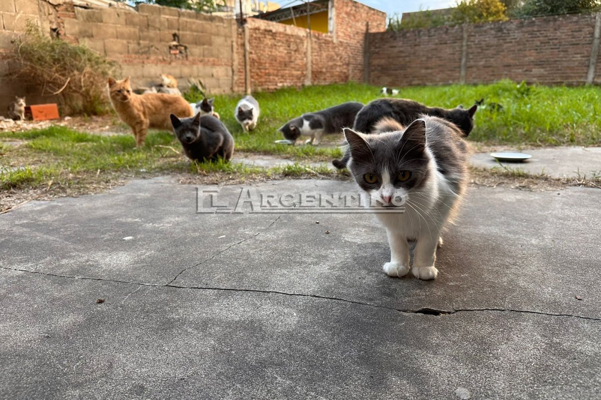 Por años, decenas de gatos sobrevivieron en una casa deshabitada que ...