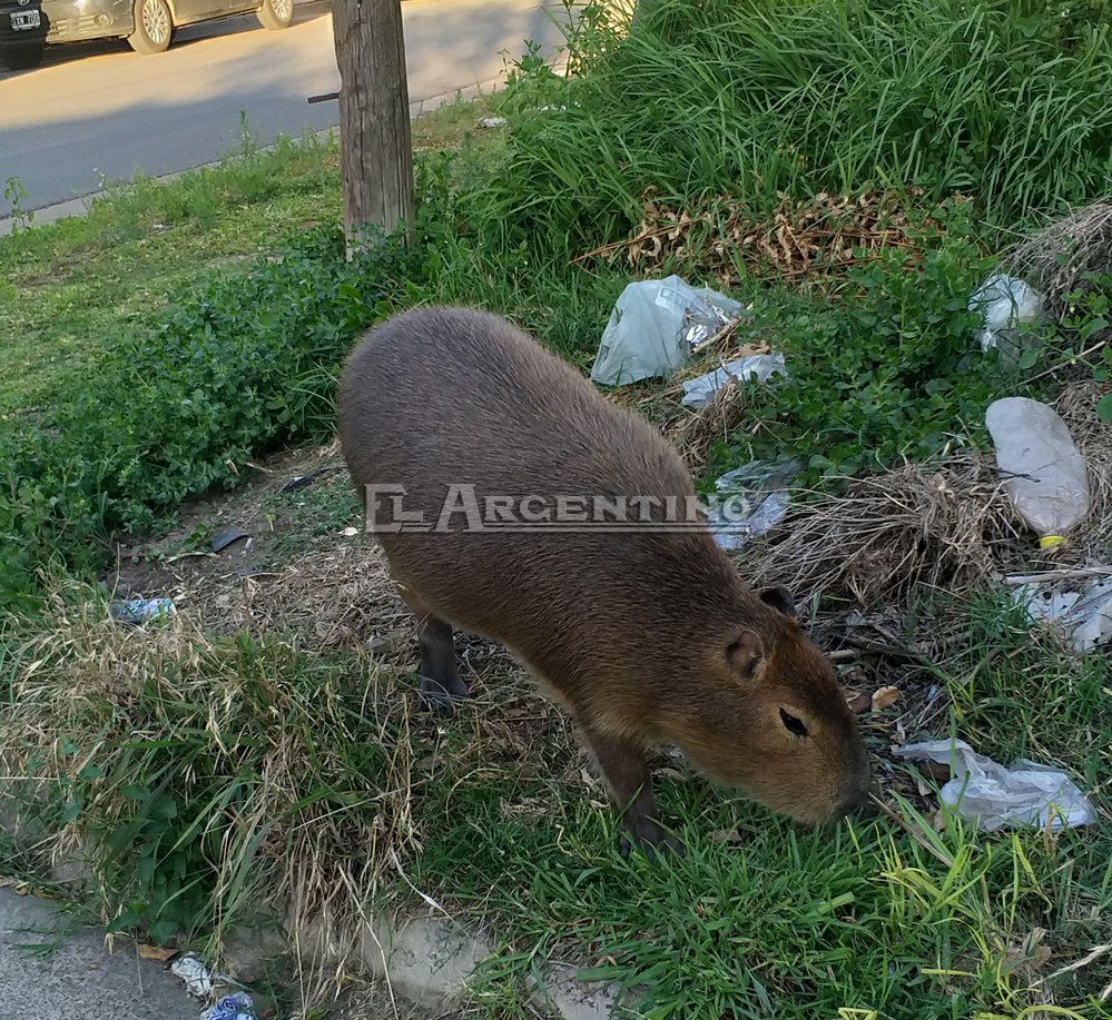 Un carpincho suelto en la ciudad: las fotos del animal y la palabra del ...